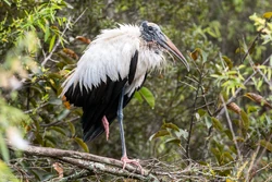Wood Stork | Birds Wiki | Fandom