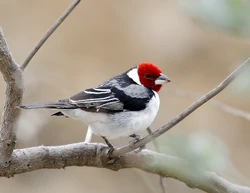 Red-cowled Cardinal | Birds Wiki | Fandom