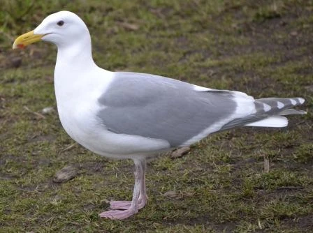 Glaucous-winged Gull | Birds Wiki | Fandom