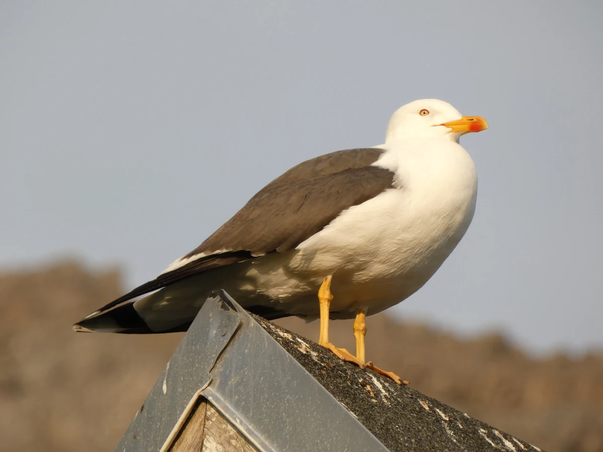 Lesser Black-backed Gull | Birds Wiki | Fandom