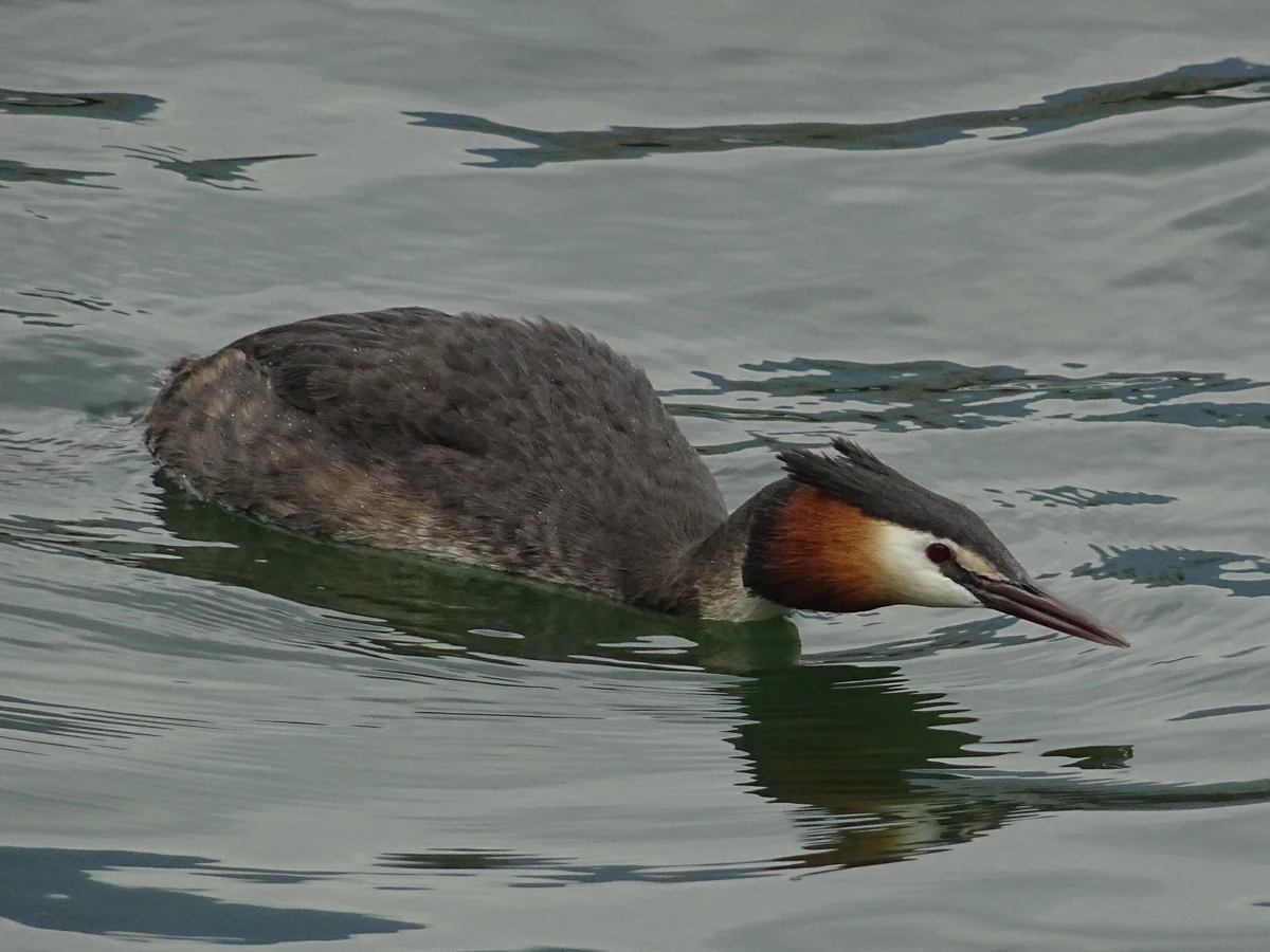 Great Crested Grebe | Birds Wiki | Fandom