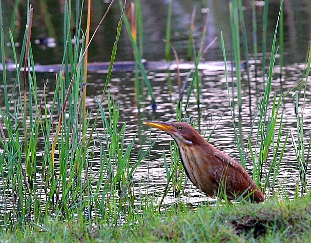 Cinnamon Bittern | Birds Wiki | Fandom