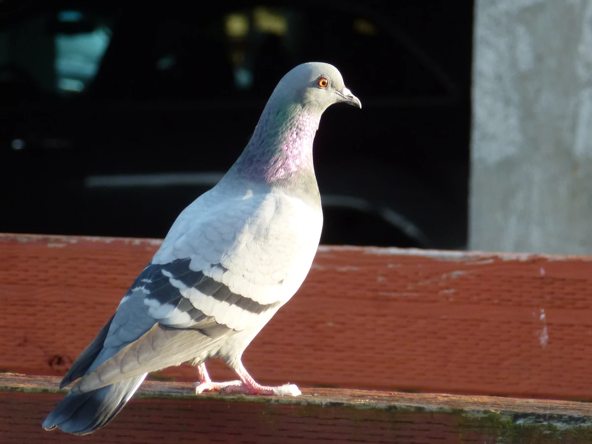 Rock Pigeon | Birds Wiki | Fandom