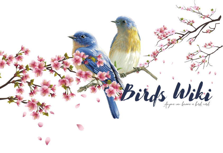 Birds Wiki | Fandom