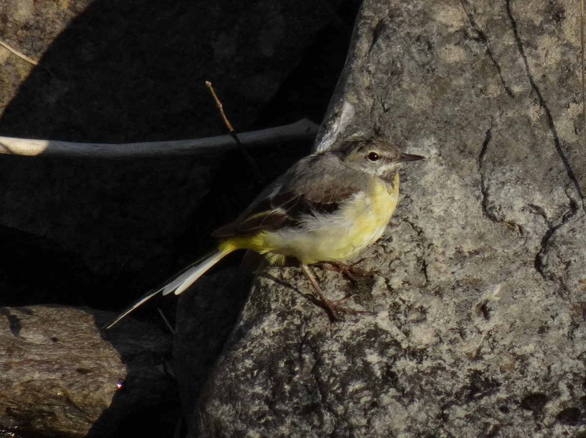 Grey Wagtail | Birds Wiki | Fandom