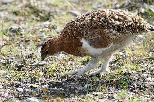 Willow Ptarmigan | Birds Wiki | Fandom