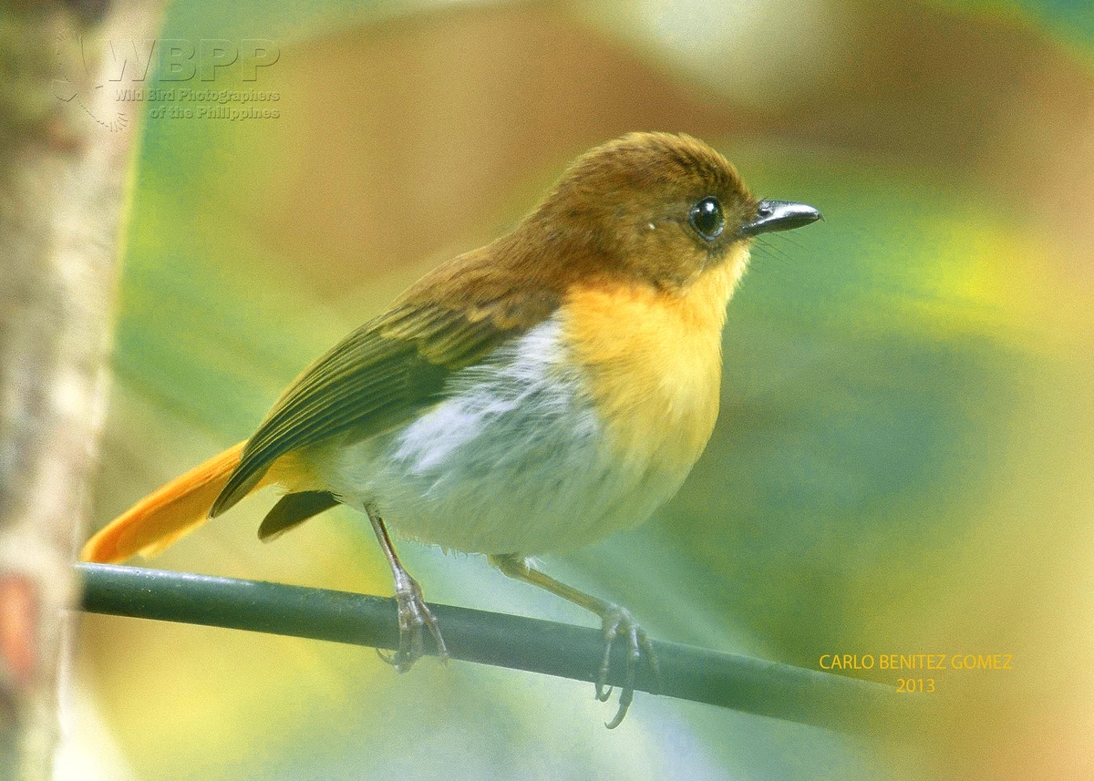 Palawan Flycatcher | Birds Wiki | Fandom