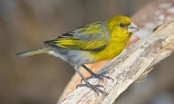 Nihoa Finch | Birds Wiki | Fandom