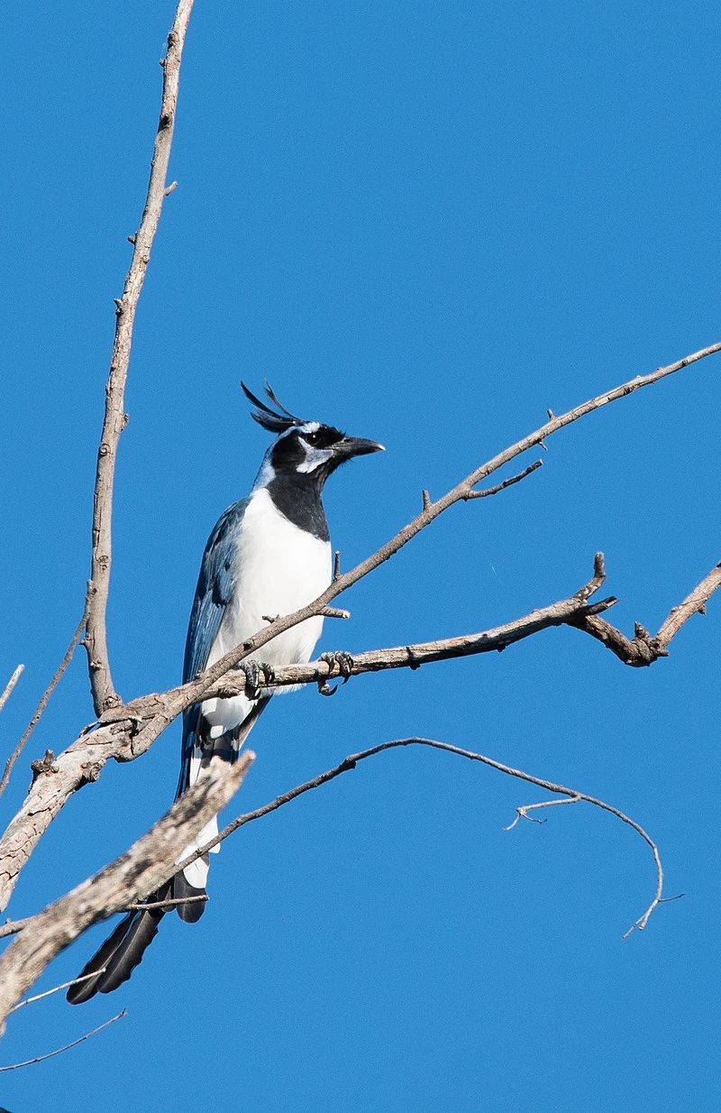 Black-throated Magpie-jay | Birds Wiki | Fandom