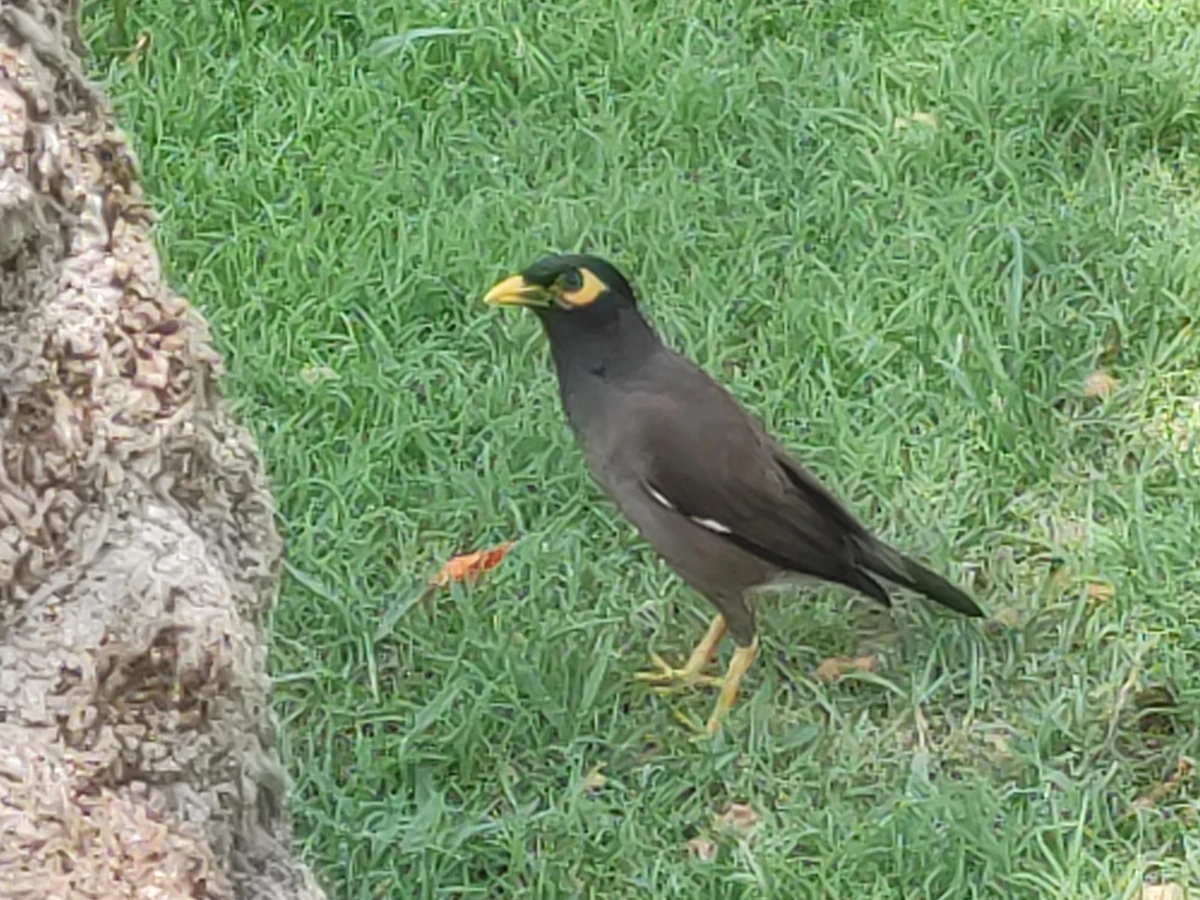 Common Myna | Birds Wiki | Fandom