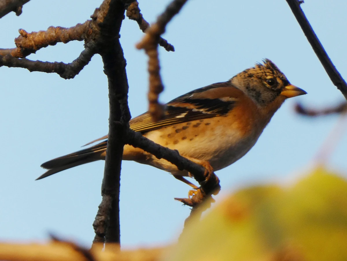 Brambling | Birds Wiki | Fandom