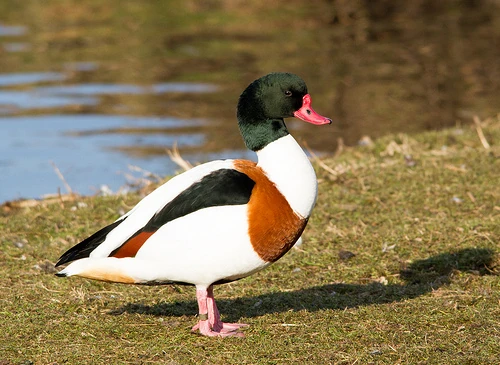 Common Shelduck | Birds Wiki | Fandom