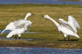 Category:Swans | Birds Wiki | Fandom