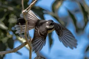 Fantail | Birds Wiki | Fandom