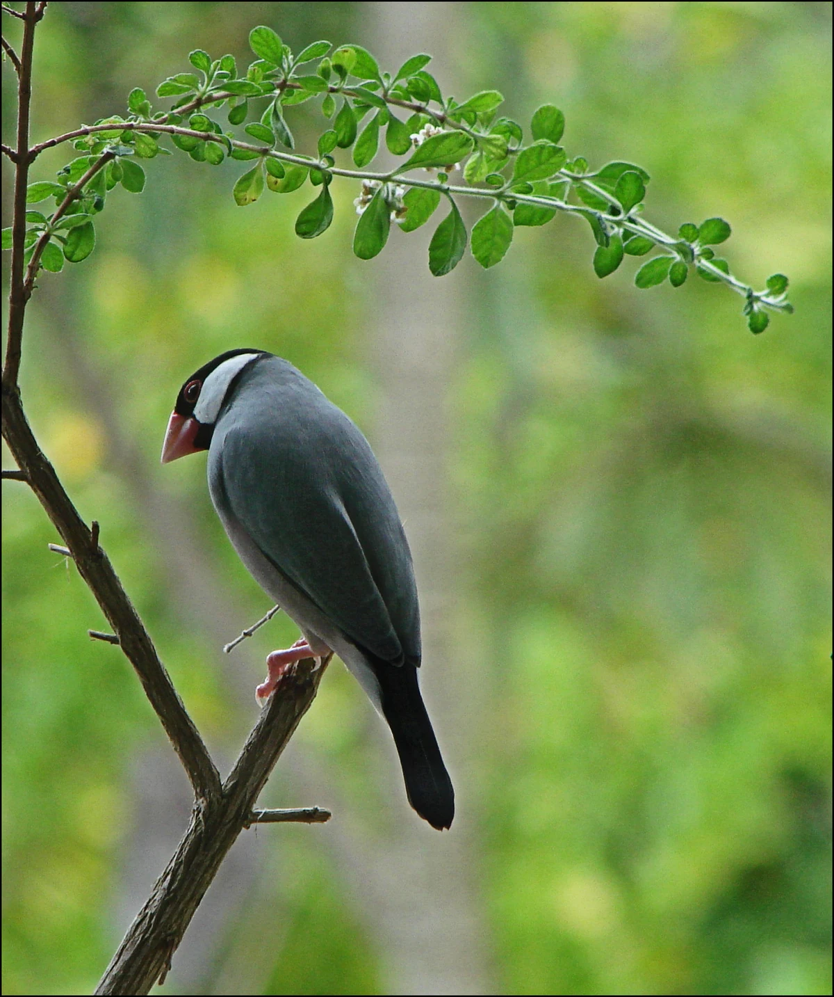 Java Sparrow | Birds Wiki | Fandom