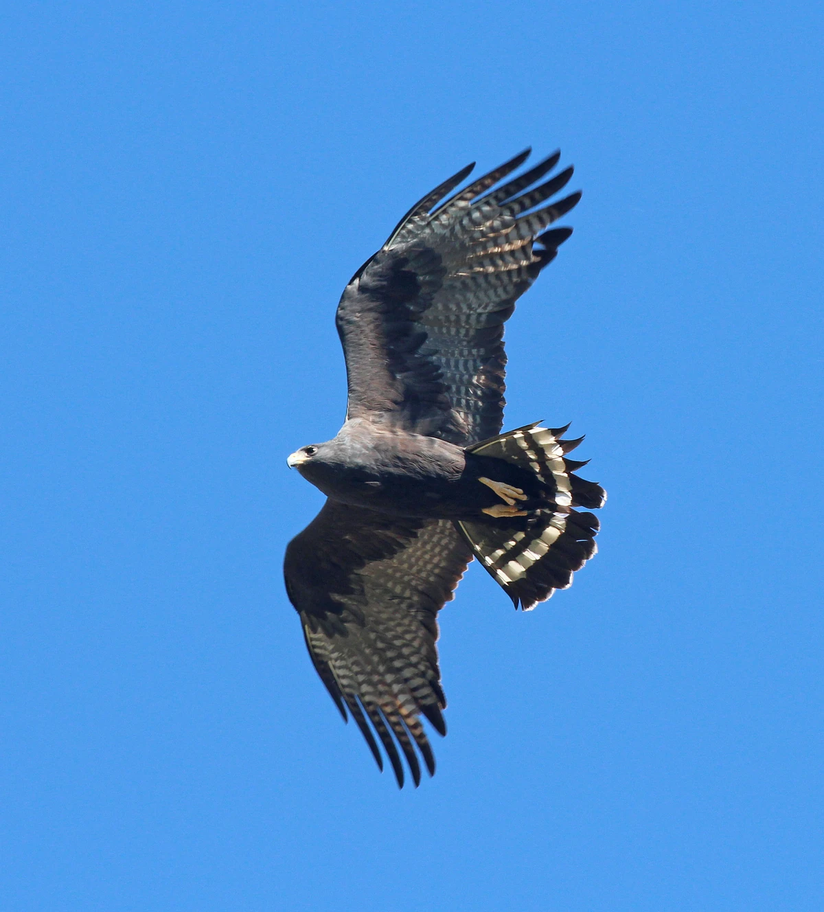 Zone-tailed Hawk | Birds Wiki | Fandom
