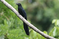 Greater Ani | Birds Wiki | Fandom