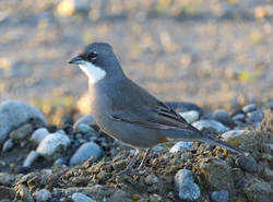 Diuca Finch | Birds Wiki | Fandom