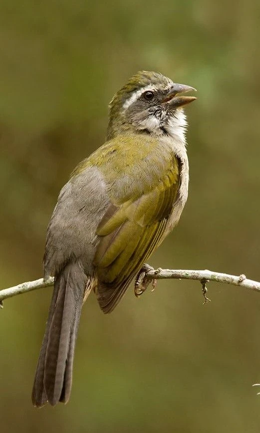 Green-winged Saltator | Birds Wiki | Fandom