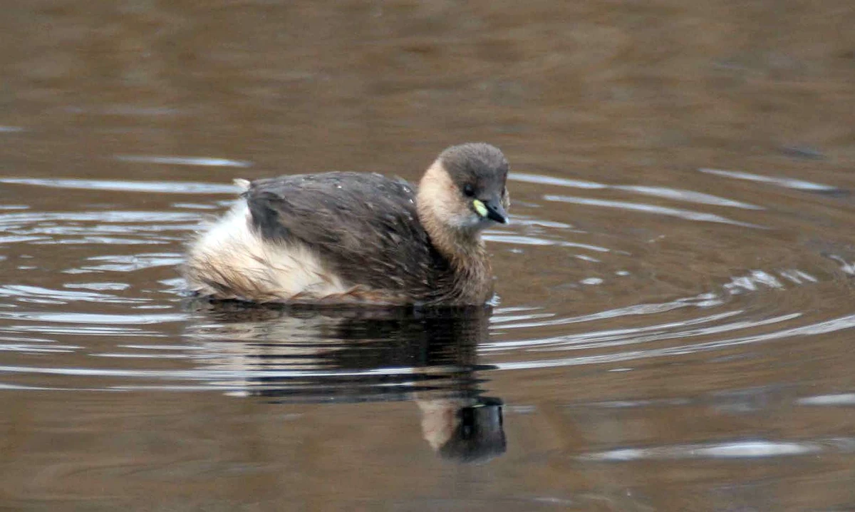 Little Grebe | Birds Wiki | Fandom