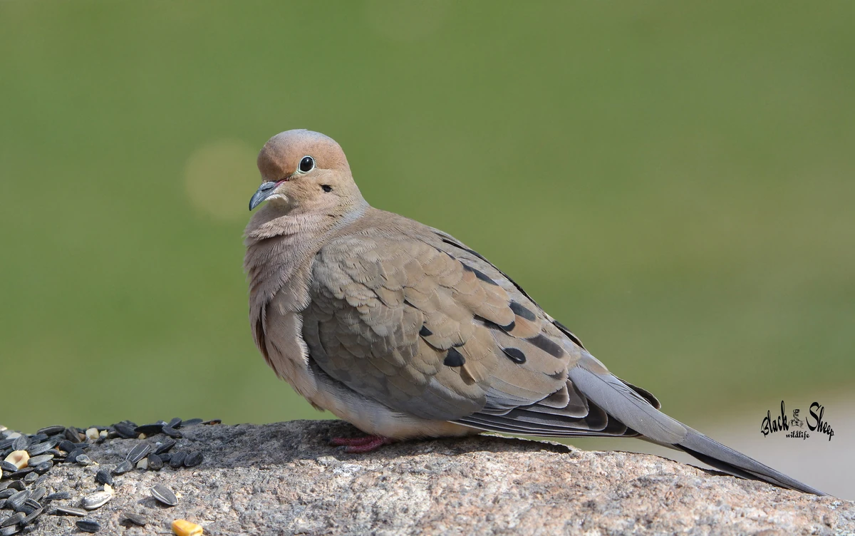 Mourning Dove | Birds Wiki | Fandom