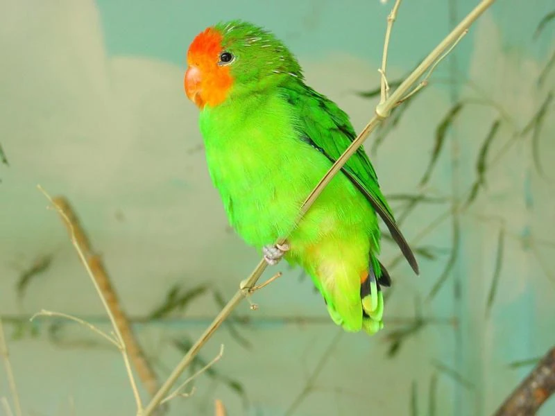 Red-headed Lovebird | Birds Wiki | Fandom