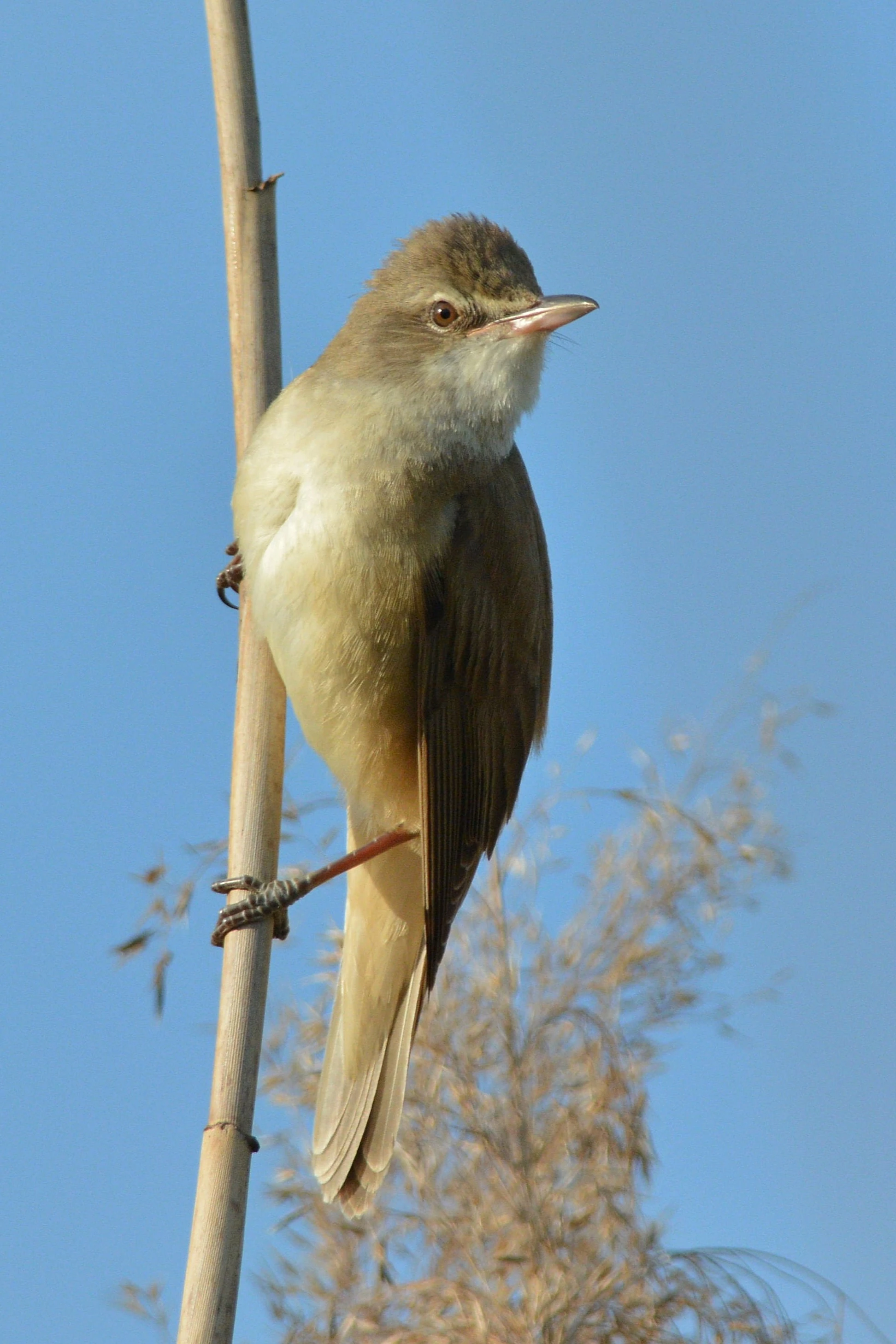 Reed Warbler