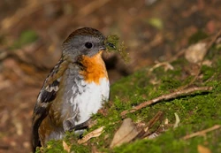 Australian Logrunner | Birds Wiki | Fandom