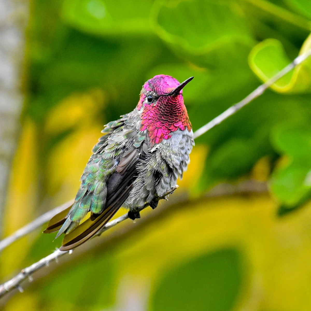 Anna's Hummingbird | Birds Wiki | Fandom