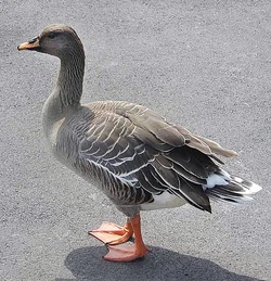 Taiga Bean Goose | Birds Wiki | Fandom