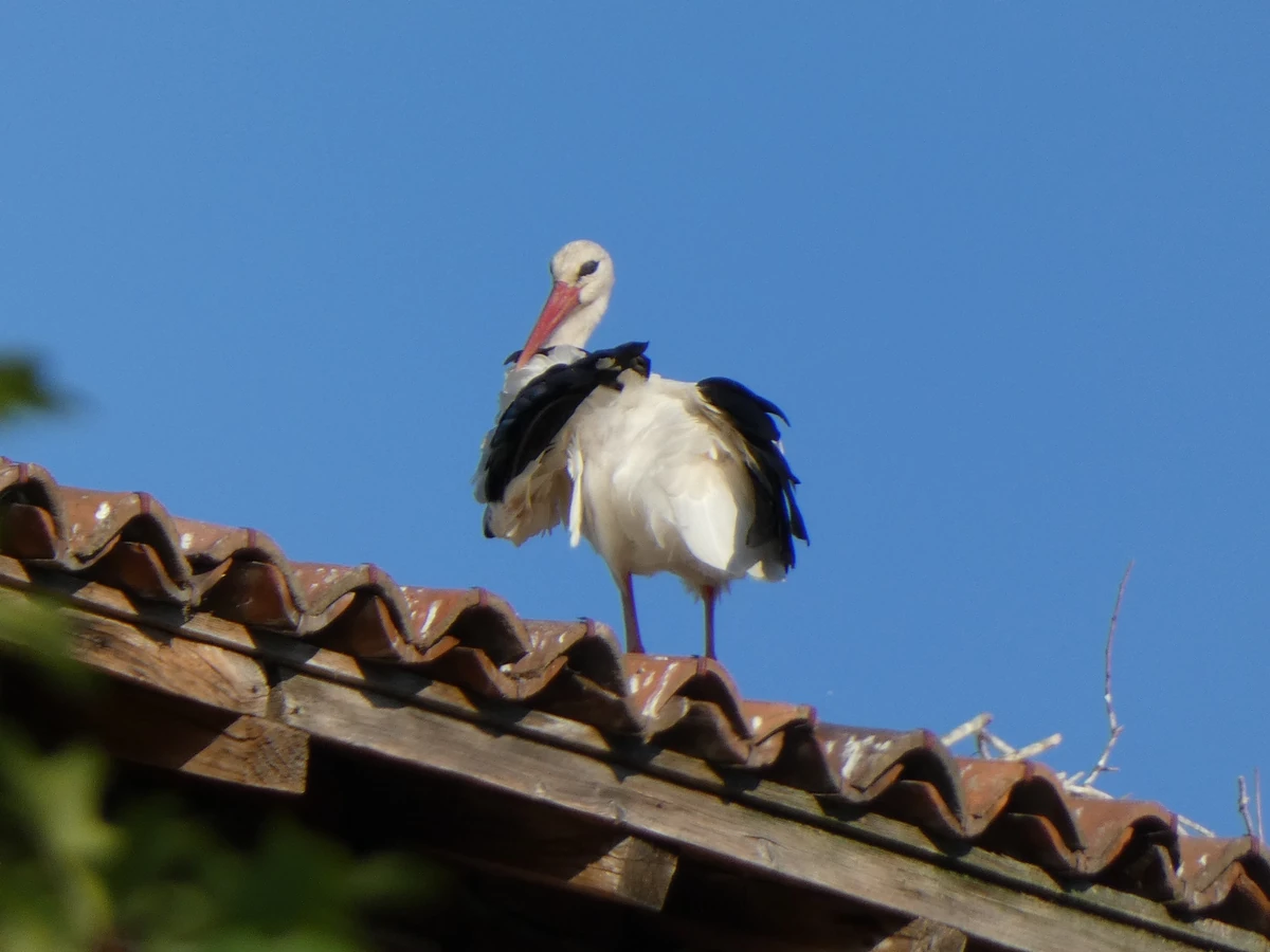 White Stork | Birds Wiki | Fandom