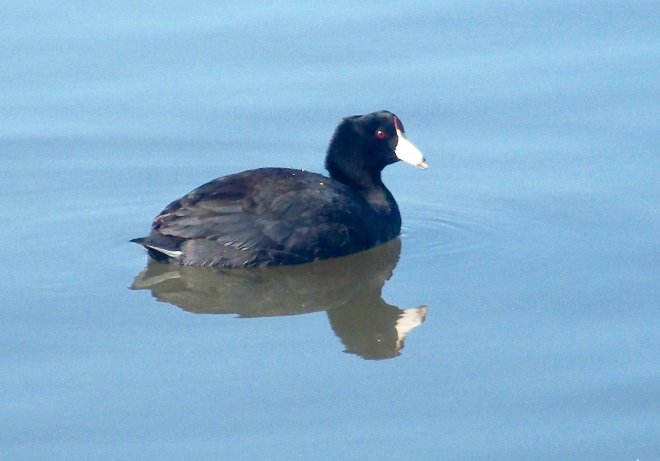 Caribbean Coot