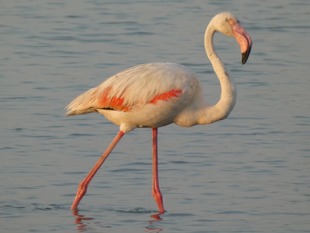 Greater Flamingo | Birds Wiki | Fandom