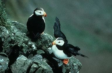 Horned Puffin | Birds Wiki | Fandom