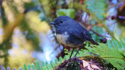 South Island Robin | Birds Wiki | Fandom