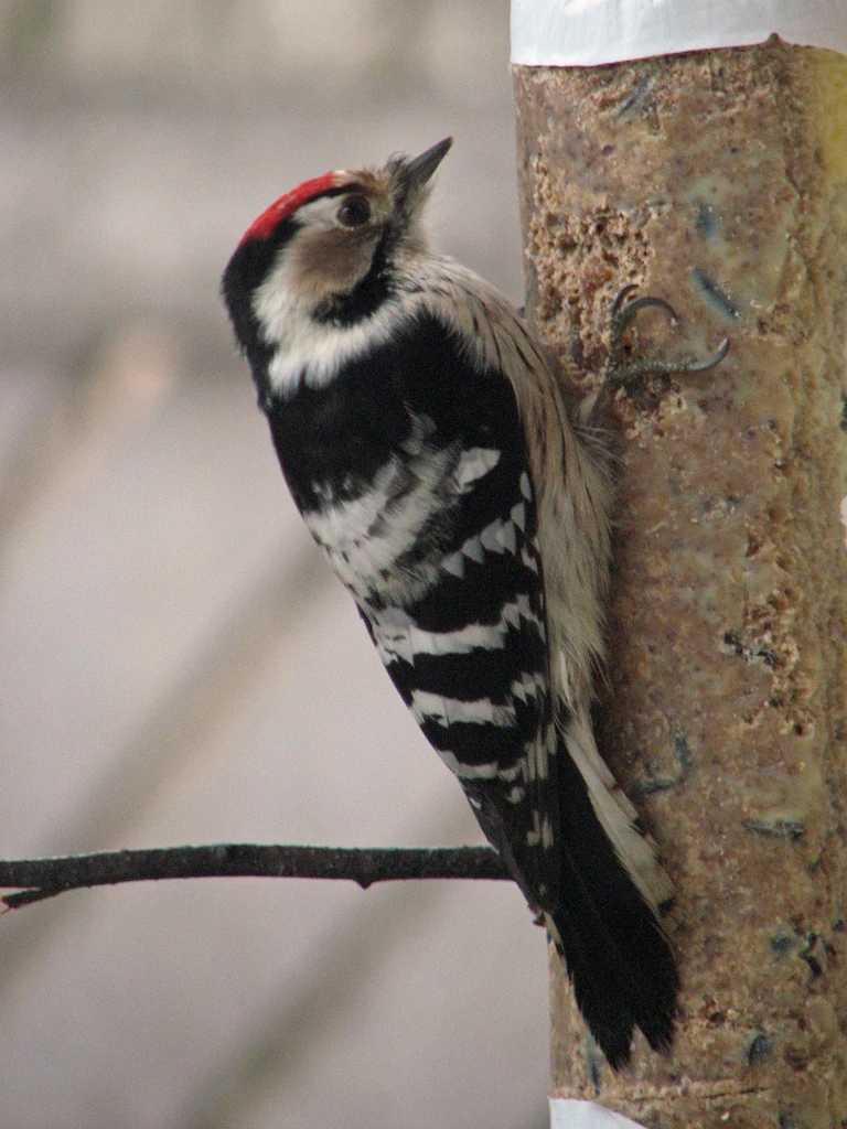 Lesser Spotted Woodpecker | Birds Wiki | Fandom