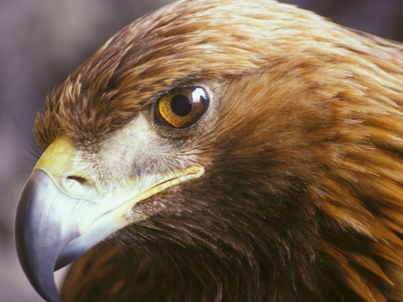 Category:Aquila | Birds Wiki | Fandom