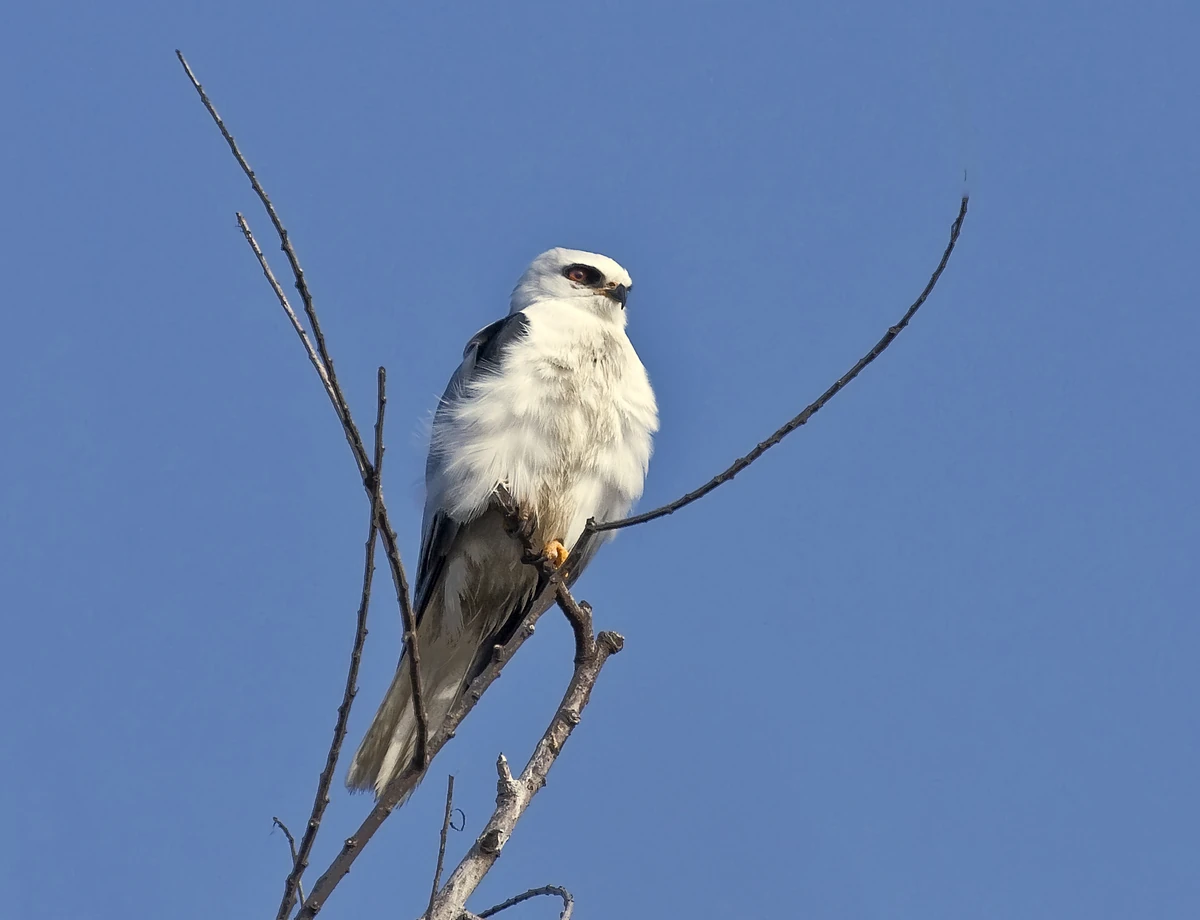 White-tailed Kite | Birds Wiki | Fandom