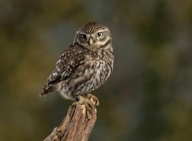 Little Owl | Birds Wiki | Fandom