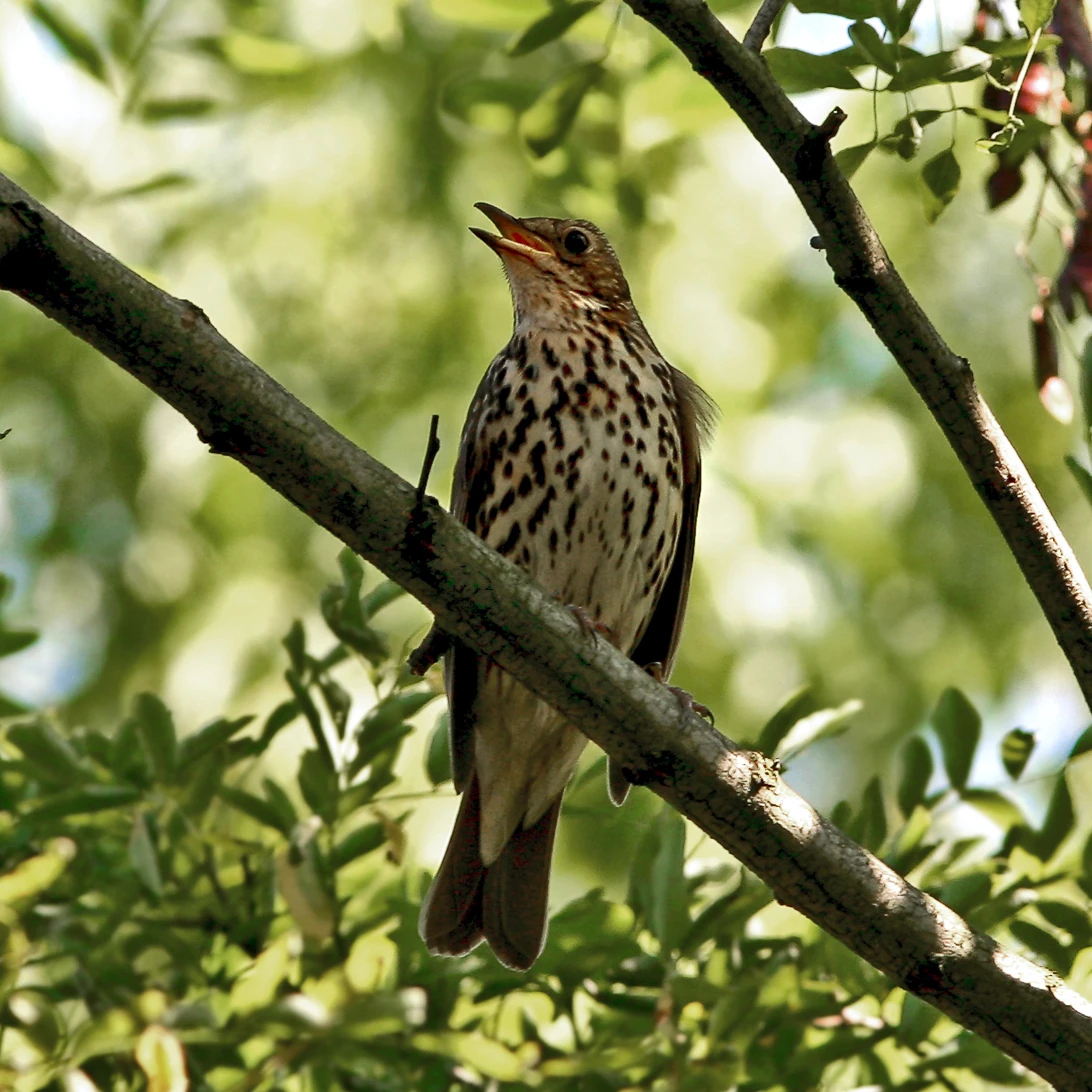 Female Thrush Bird Usa