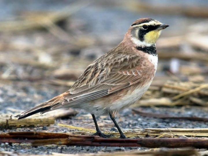 Horned Lark | Birds Wiki | Fandom