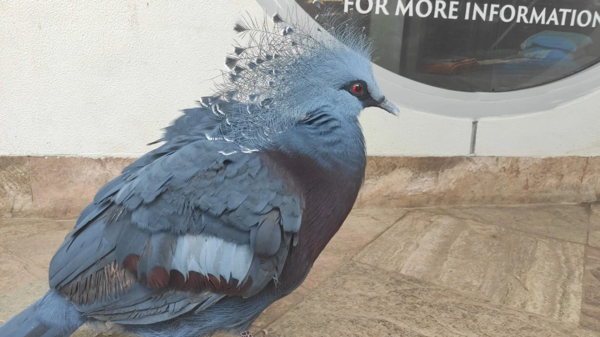 Victoria Crowned Pigeon | Birds Wiki | Fandom