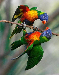Rainbow Lory Flying