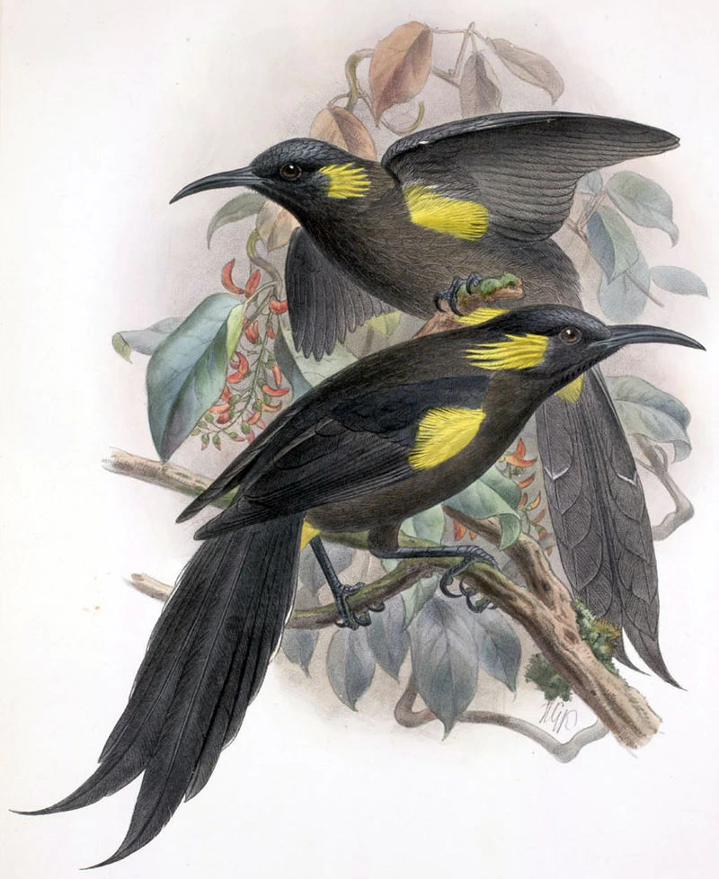 Bishop's ʻŌʻō | Birds Wiki | Fandom