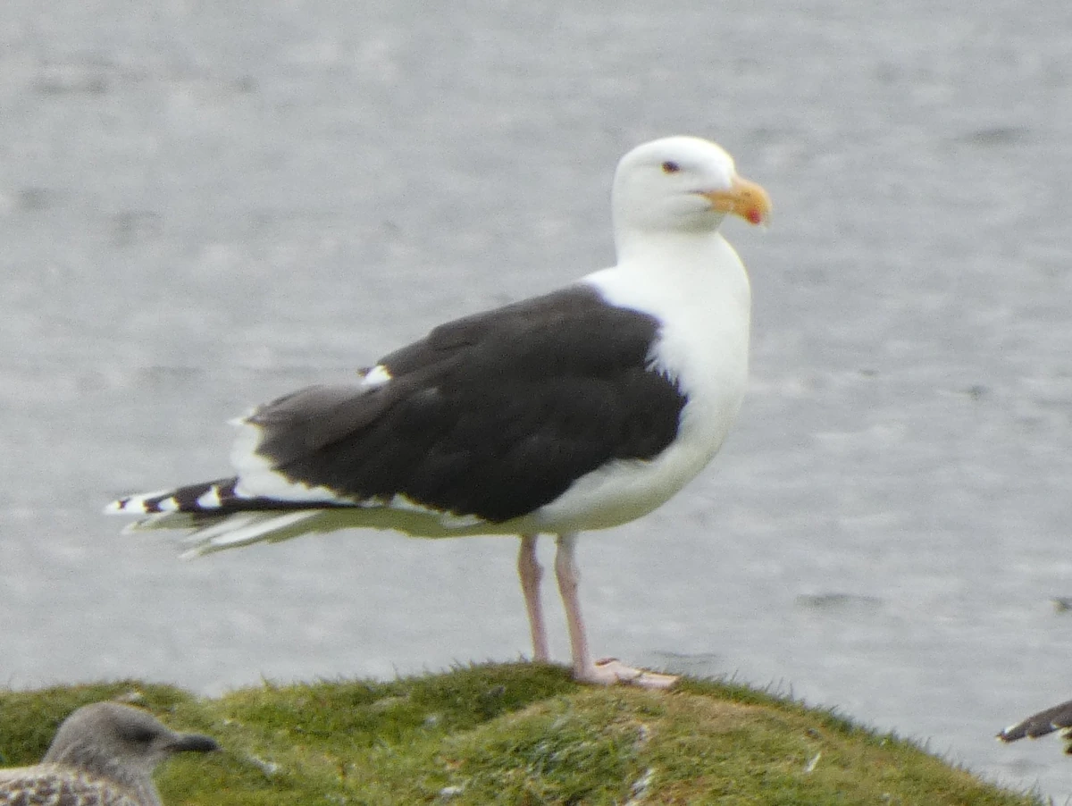 Great Black-backed Gull | Birds Wiki | Fandom