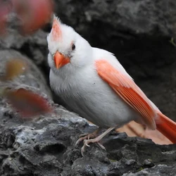 Albino Cardinals Catholic