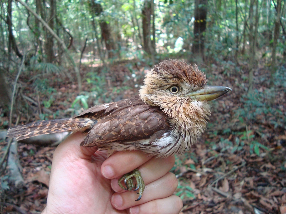 Category:Recently discovered birds | Birds Wiki | Fandom