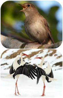 List of birds of Ukraine | Birds Wiki | Fandom