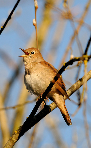 Nightingale Bird In Flight