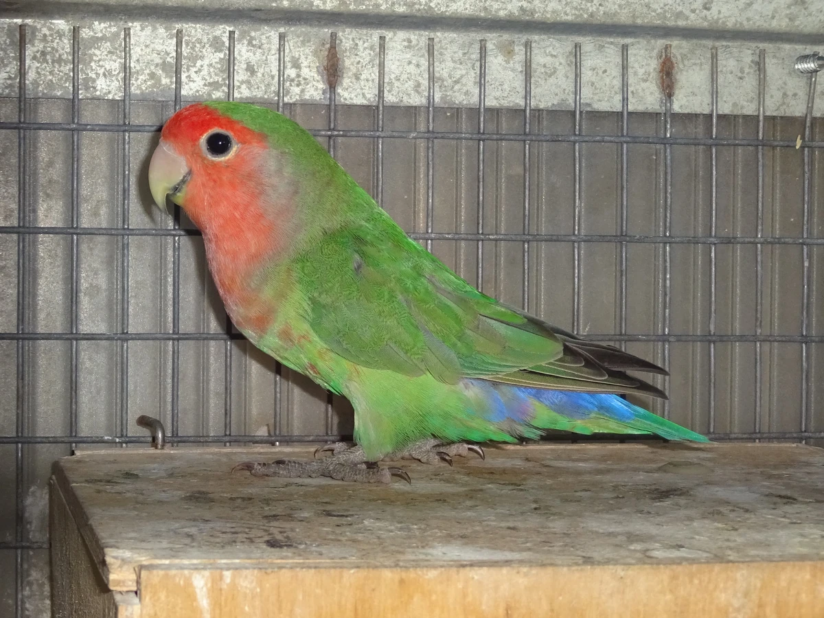 Peach-faced Lovebird | Birds Wiki | Fandom